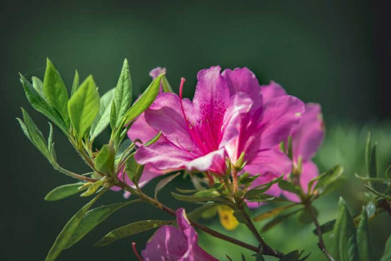 Chinese Flowers Symbolism: Top 10 Flowers in China - Pepchina
