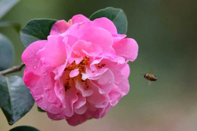 Chinese Flowers Symbolism: Top 10 Flowers in China - Pepchina