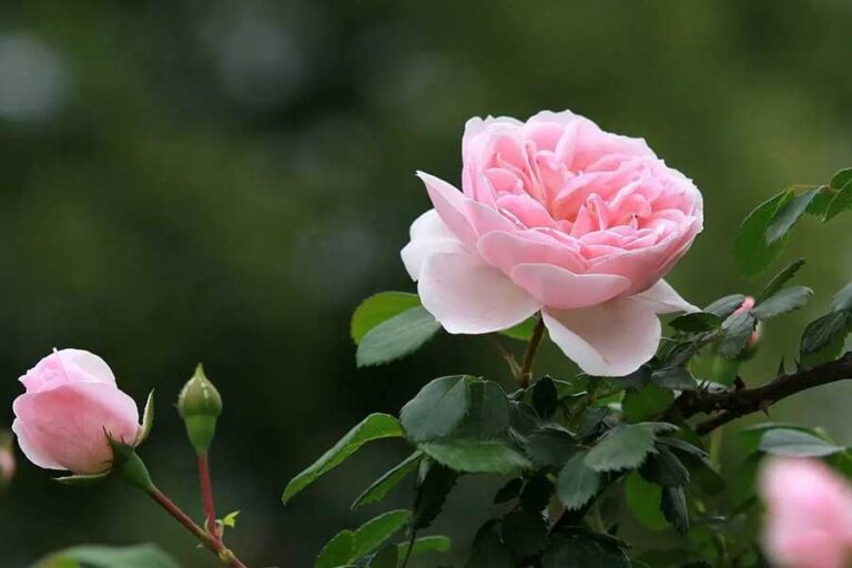 Chinese Flowers Symbolism: Top 10 Flowers in China - Pepchina